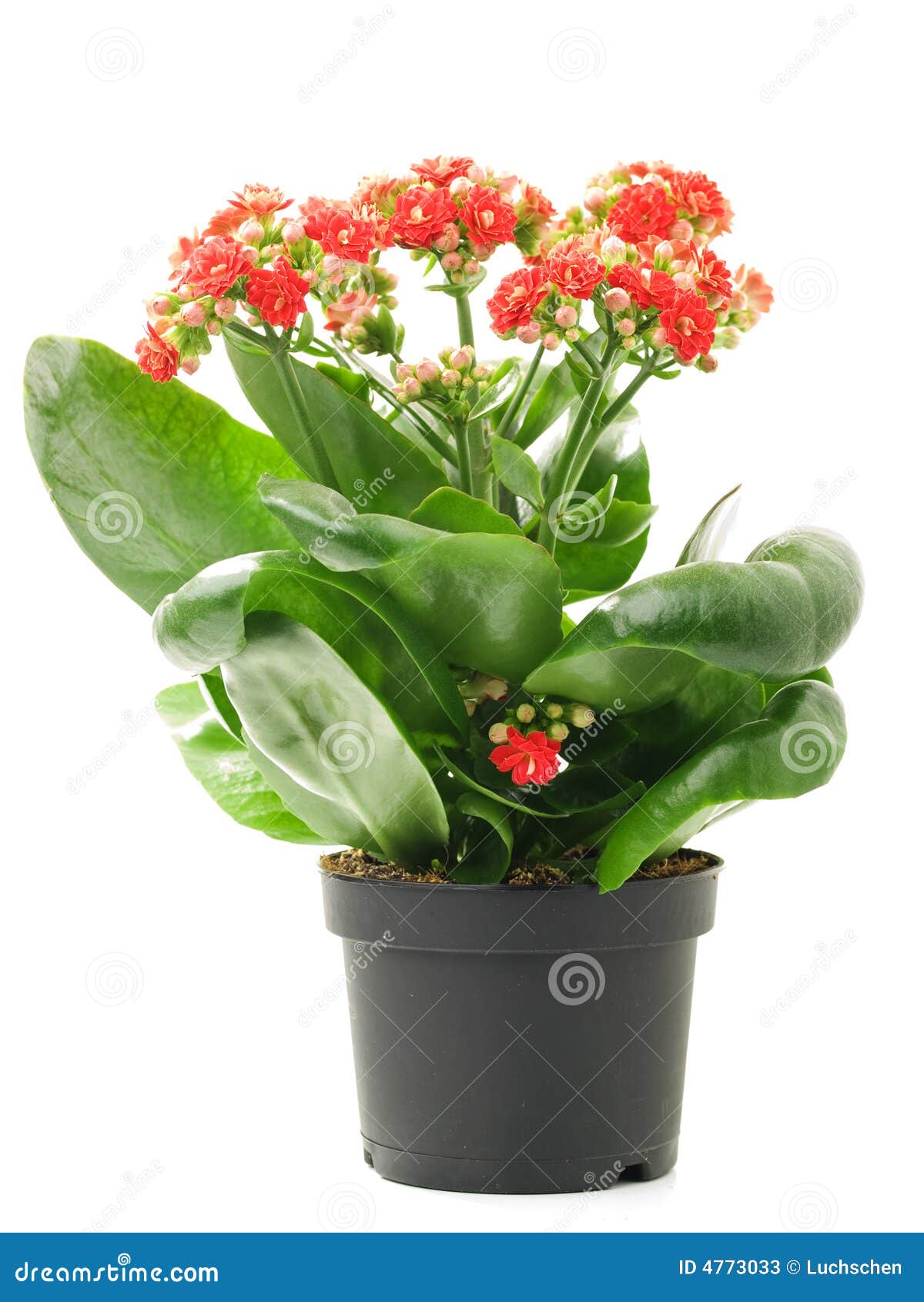 Calandiva flower stock image. Image of home, botanical - 4773033