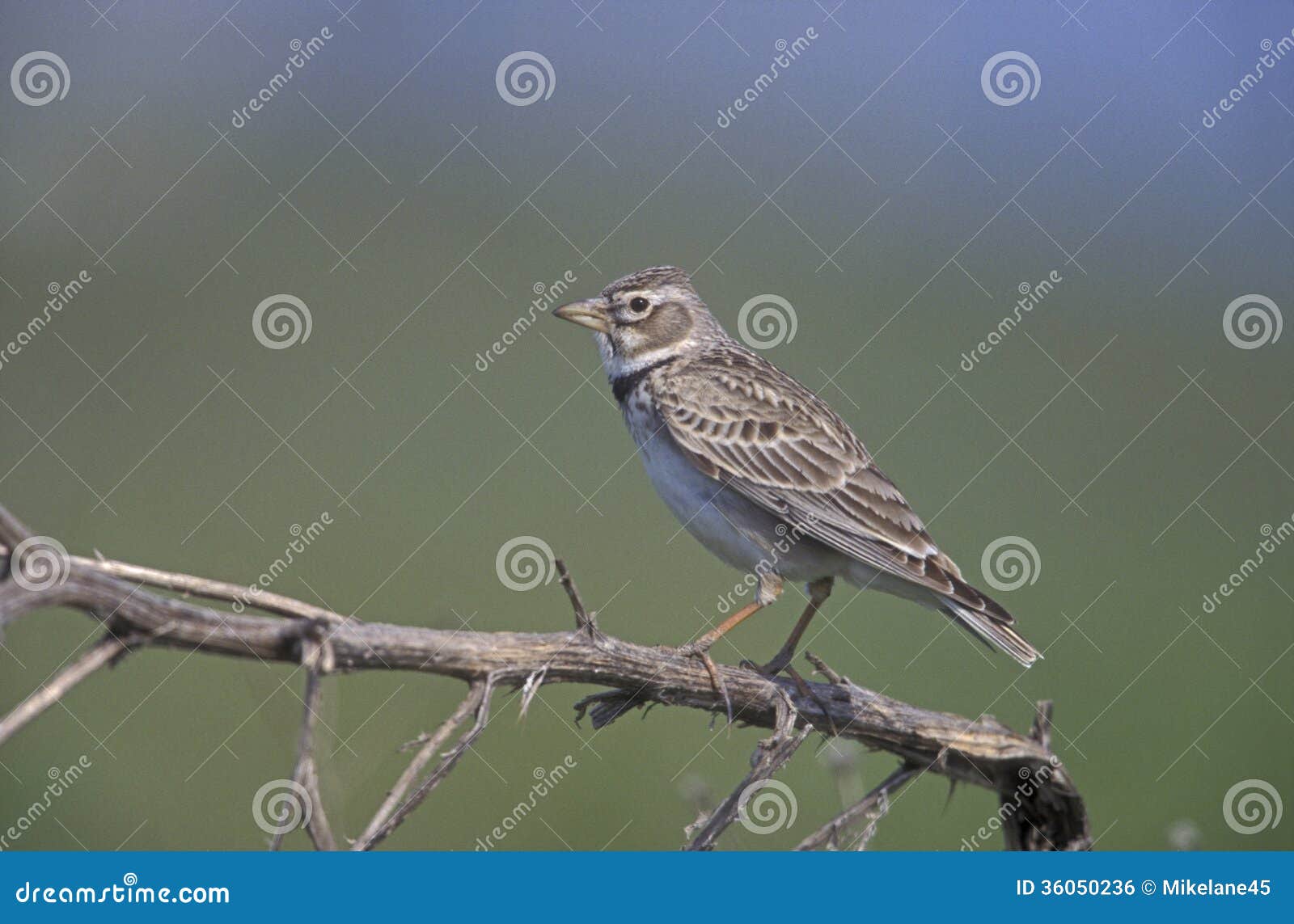Calandra, Calandra Di Melanocorypha Fotografia Stock - Immagine di ...