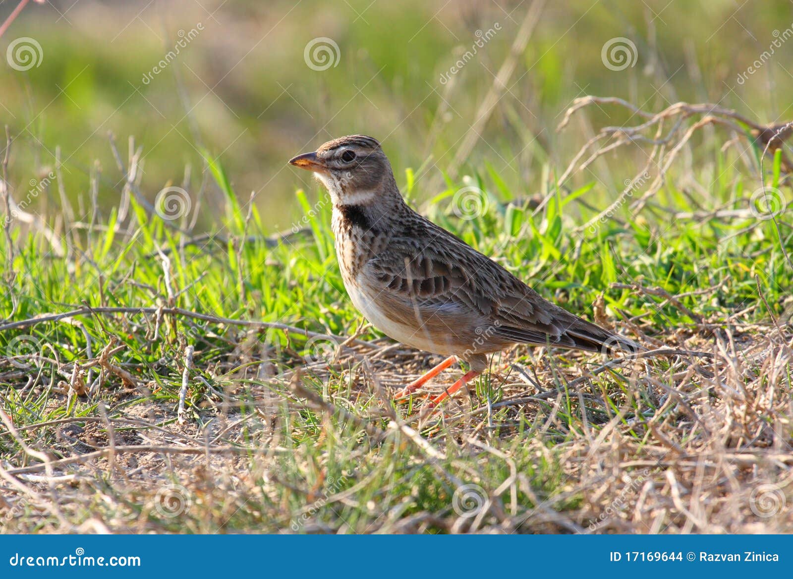 Calandra Lark Bird Melanocorypha Calandra In Spring Steppe Royalty-Free ...