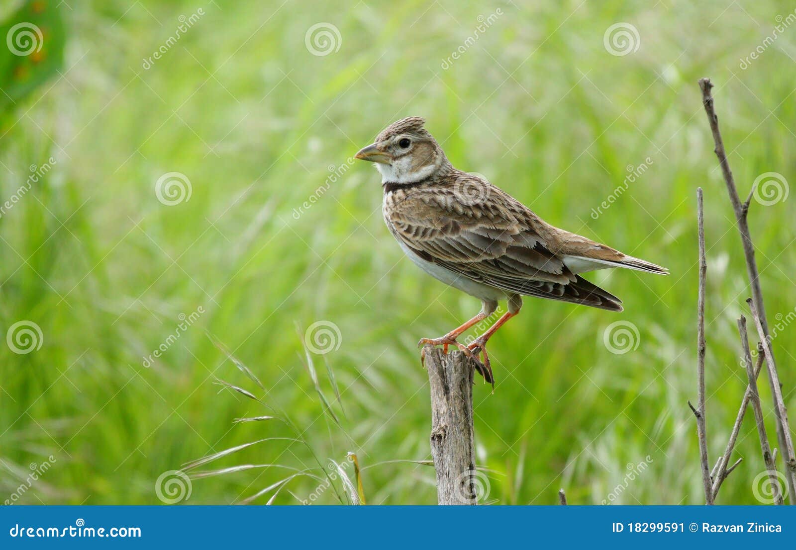 Calandra Lark Bird Or Melanocorypha Calandra In Steppe Stock ...
