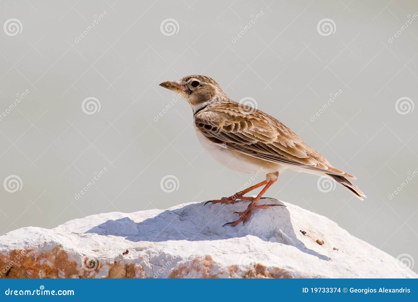 Calandra Lark Bird Or Melanocorypha Calandra In Steppe Stock ...
