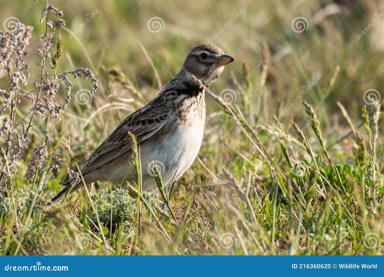 Calandra Lark Bird Melanocorypha Calandra in Spring Steppe Stock Photo ...