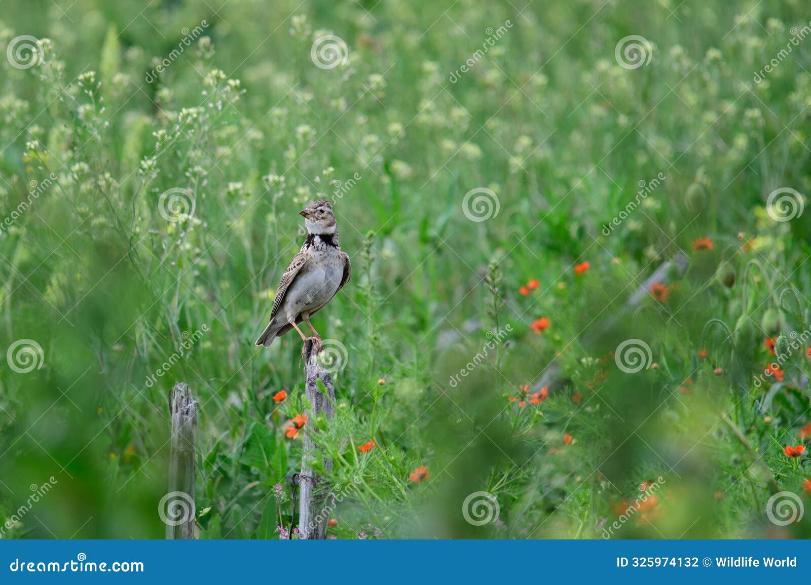 Calandra Lark Bird Melanocorypha Calandra in Spring Steppe Stock Photo ...