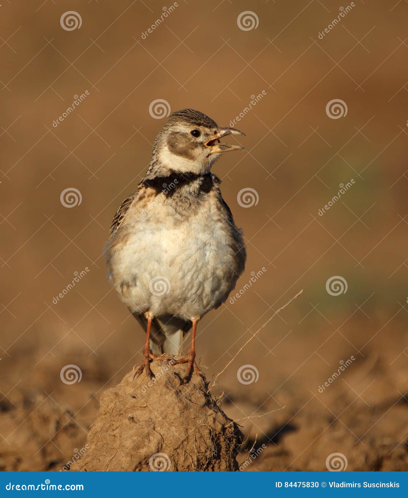 Calandra lark stock photo. Image of russia, nature, bird - 84475830