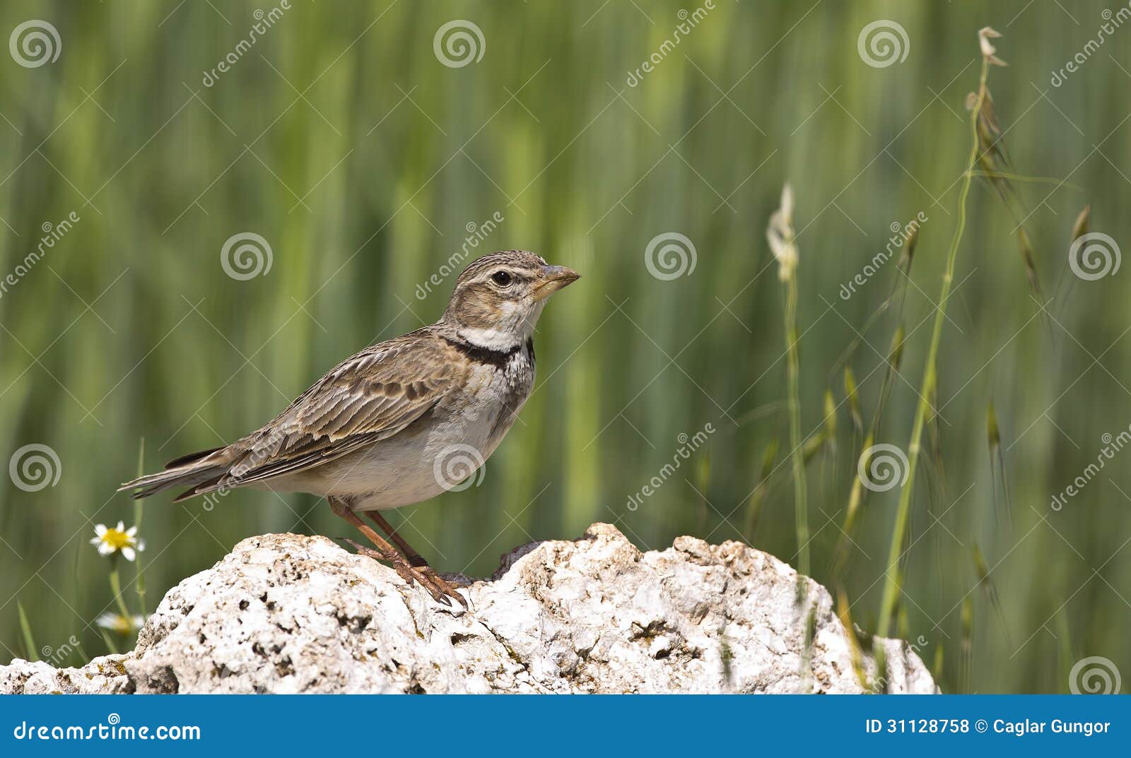 Calandra Lark Bird Or Melanocorypha Calandra In Steppe Stock ...