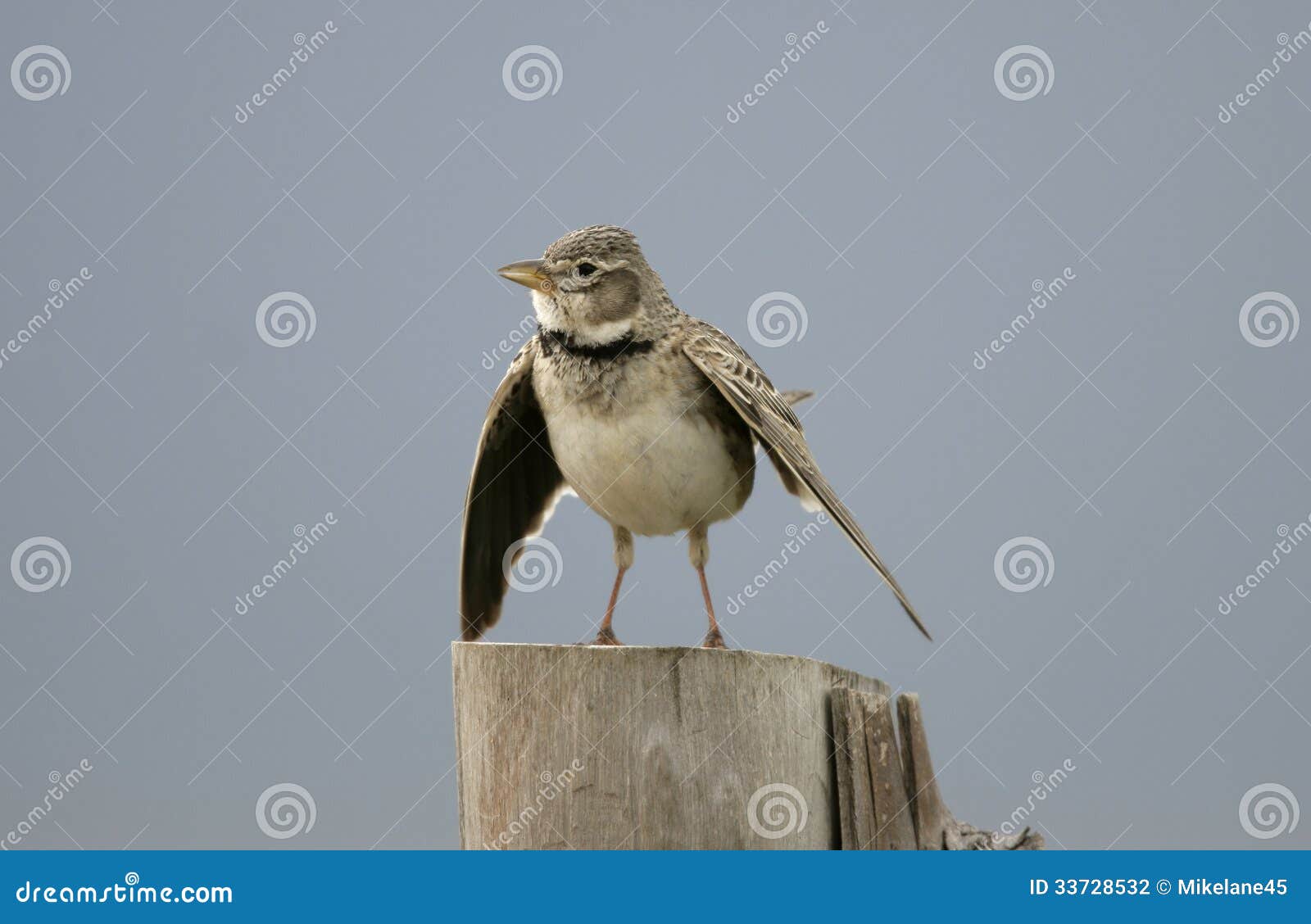 Calandra Lark Bird Or Melanocorypha Calandra In Steppe Stock ...