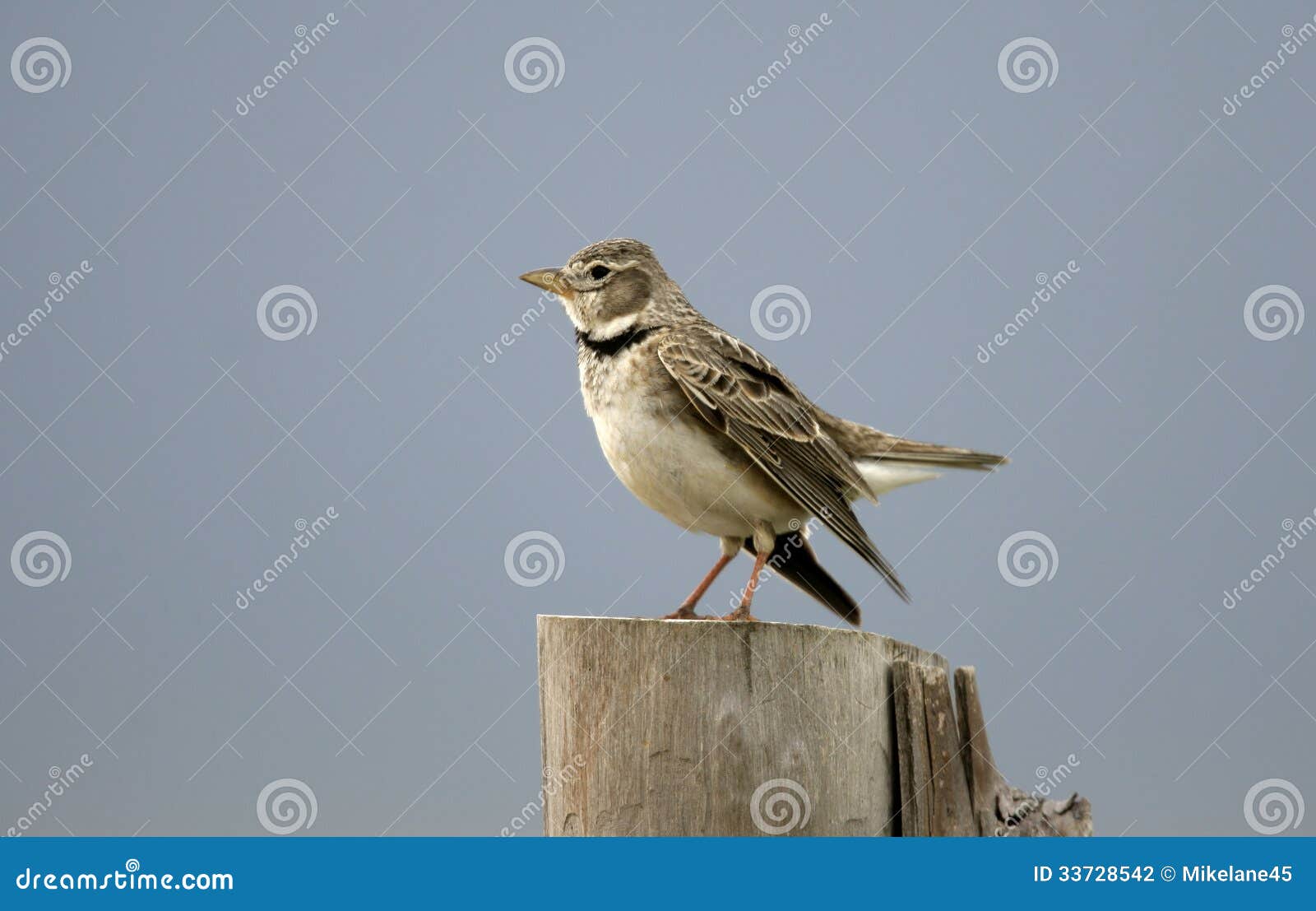 Calandra Lark Bird Or Melanocorypha Calandra In Steppe Stock ...