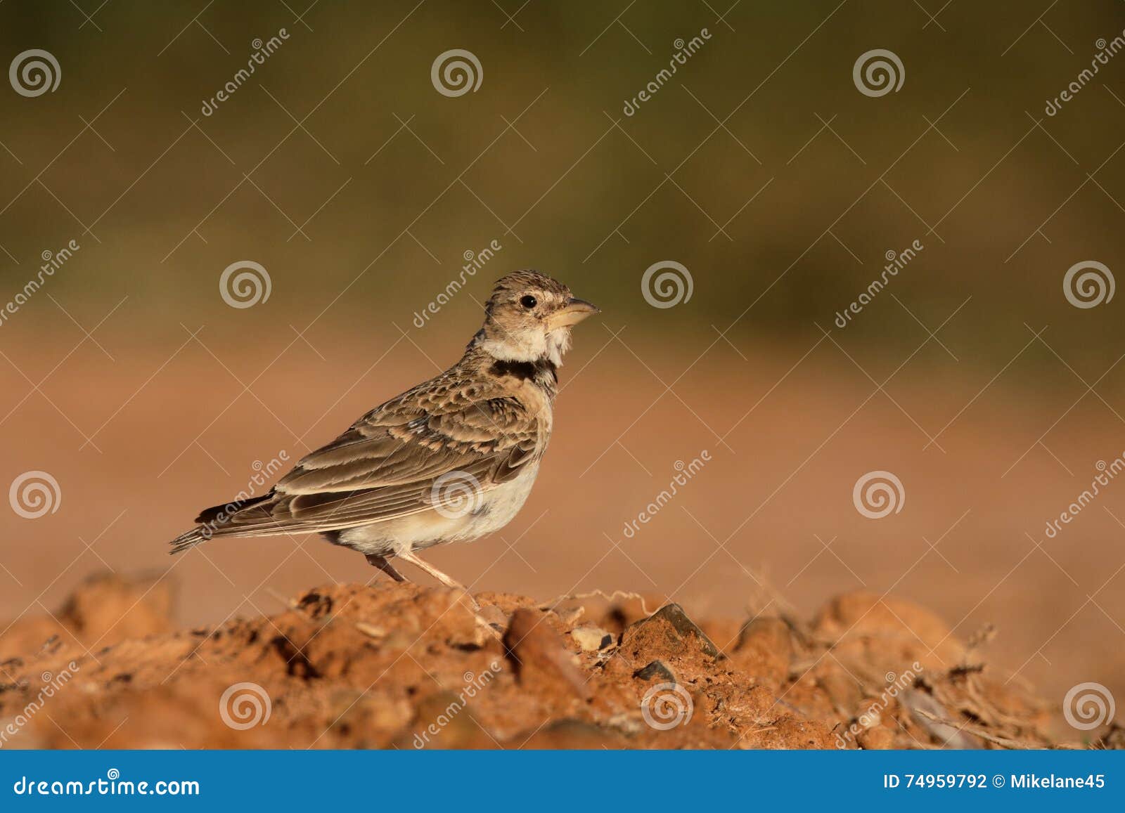 Calandra Lark, Melanocorypha Calandra Stock Photo - Image of ...