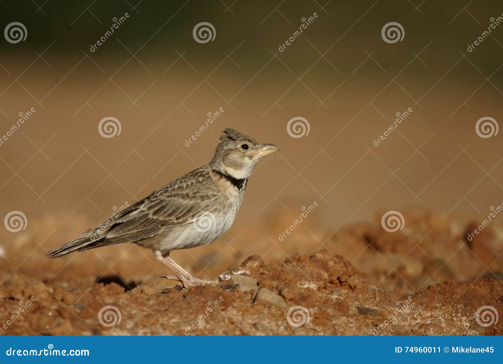 Calandra Lark, Melanocorypha Calandra Stock Image - Image of animal ...