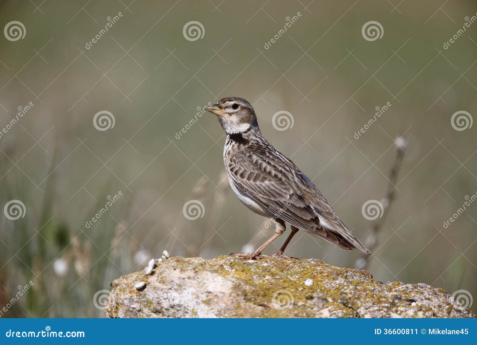Calandra Lark, Melanocorypha Calandra Stock Image - Image of brown ...