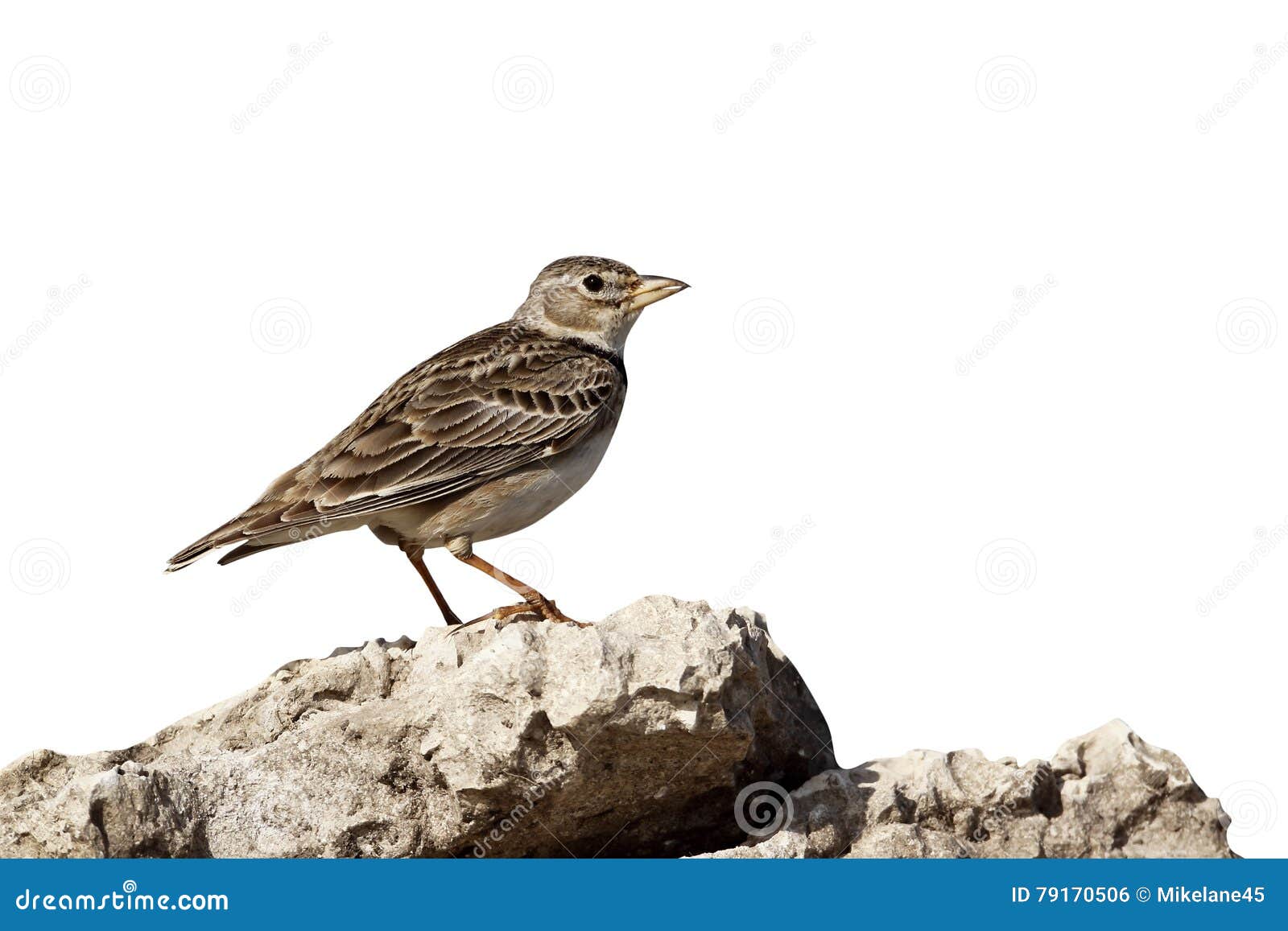 Calandra Lark, Melanocorypha Calandra Stock Photo - Image of nature ...
