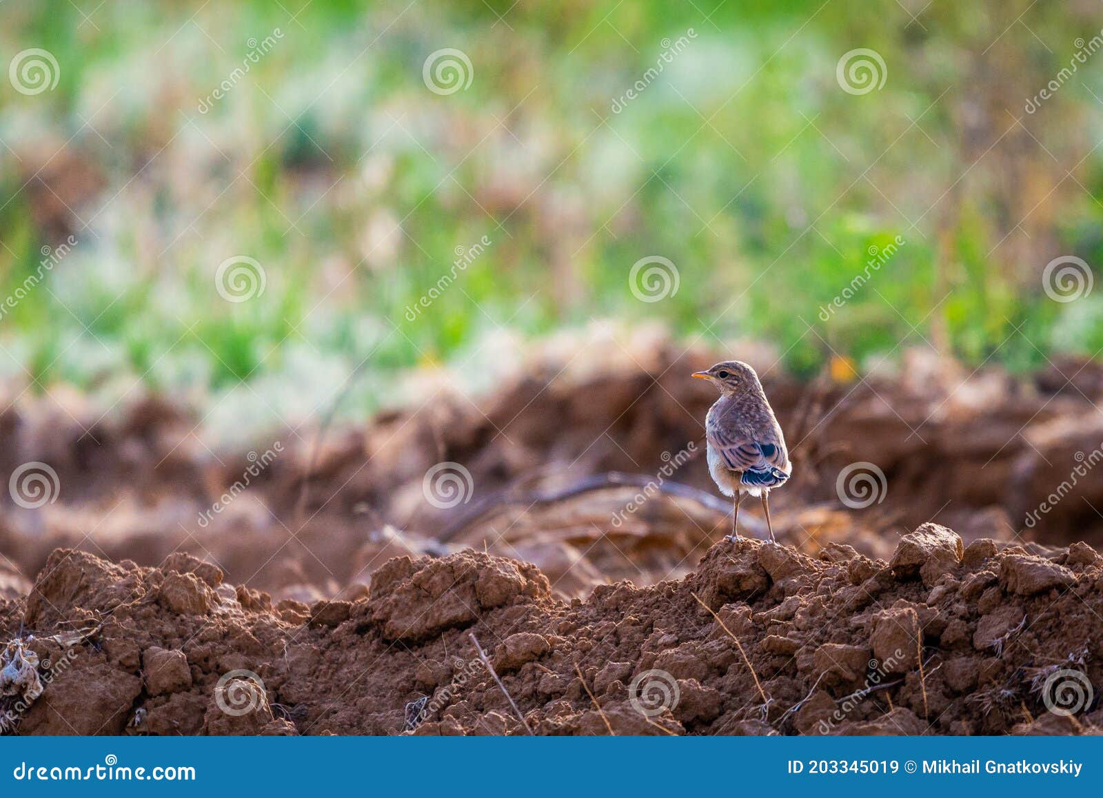 The Calandra Lark or Melanocorypha Calandra or European Calandra-lark ...