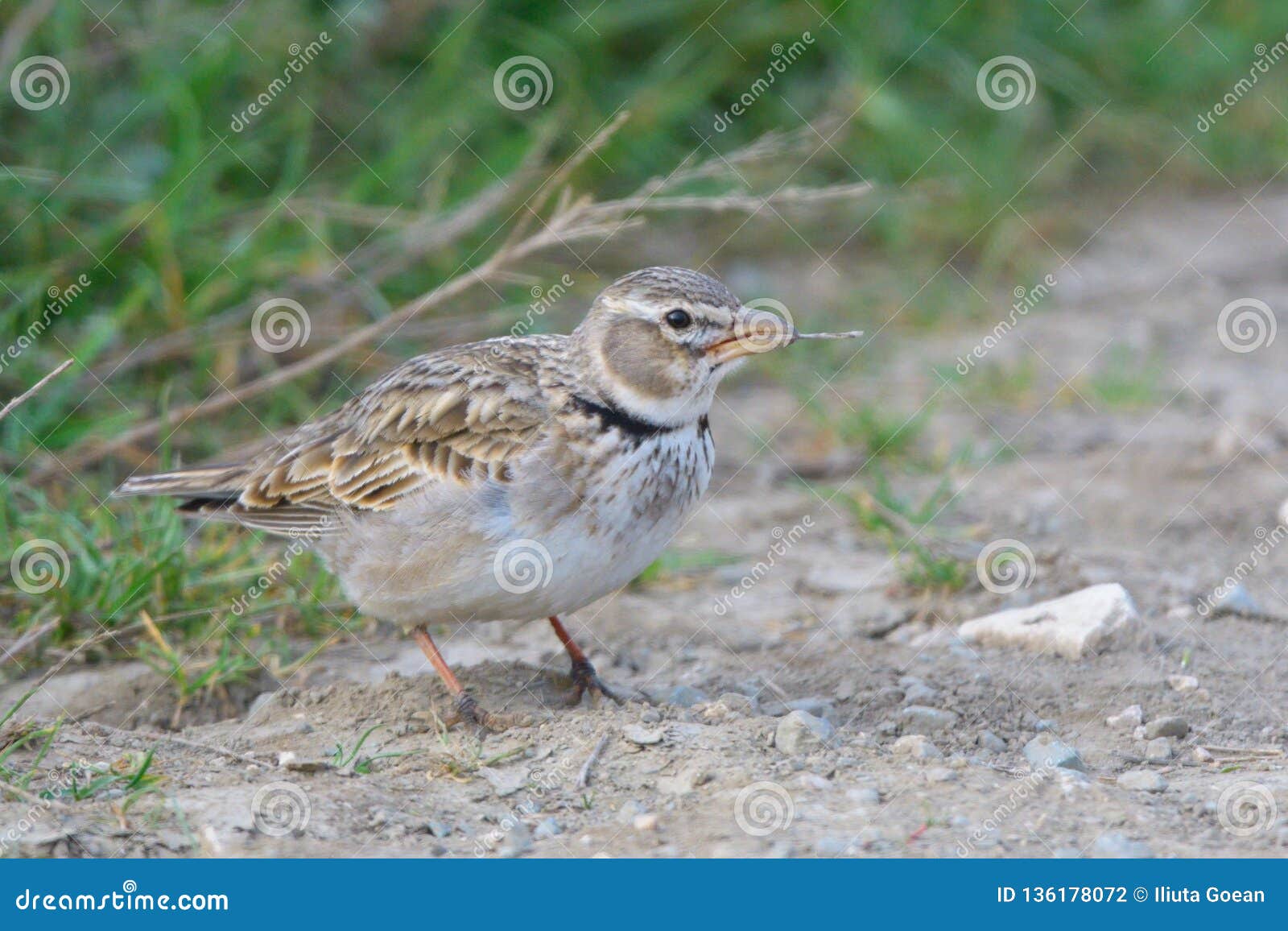 Calandra Lark on the Ground Stock Photo - Image of dobruja, bird: 136178072