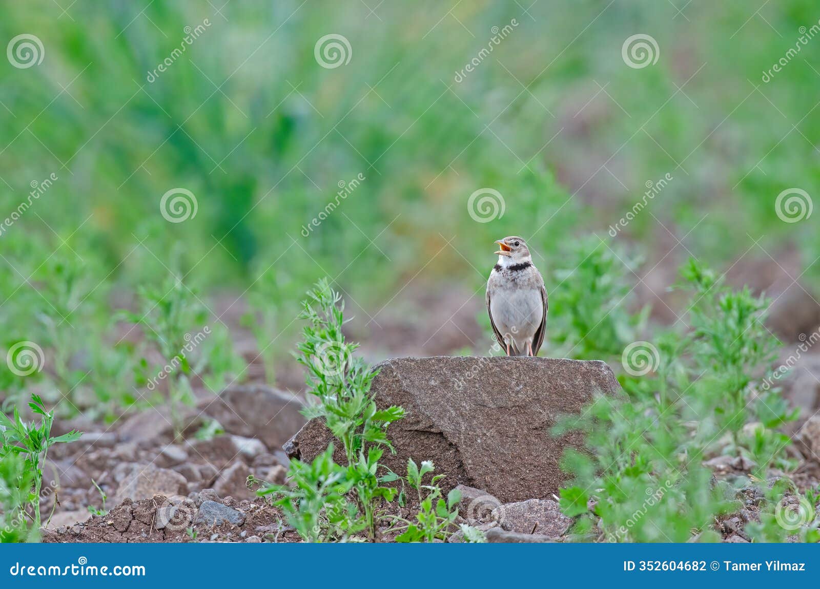 Calandra Lark Bird Melanocorypha Calandra In Spring Steppe Royalty-Free ...