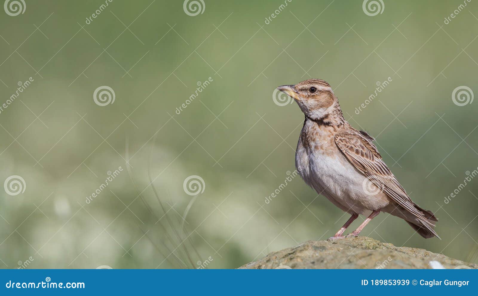 Calandra Lark Bird Or Melanocorypha Calandra In Steppe Stock ...