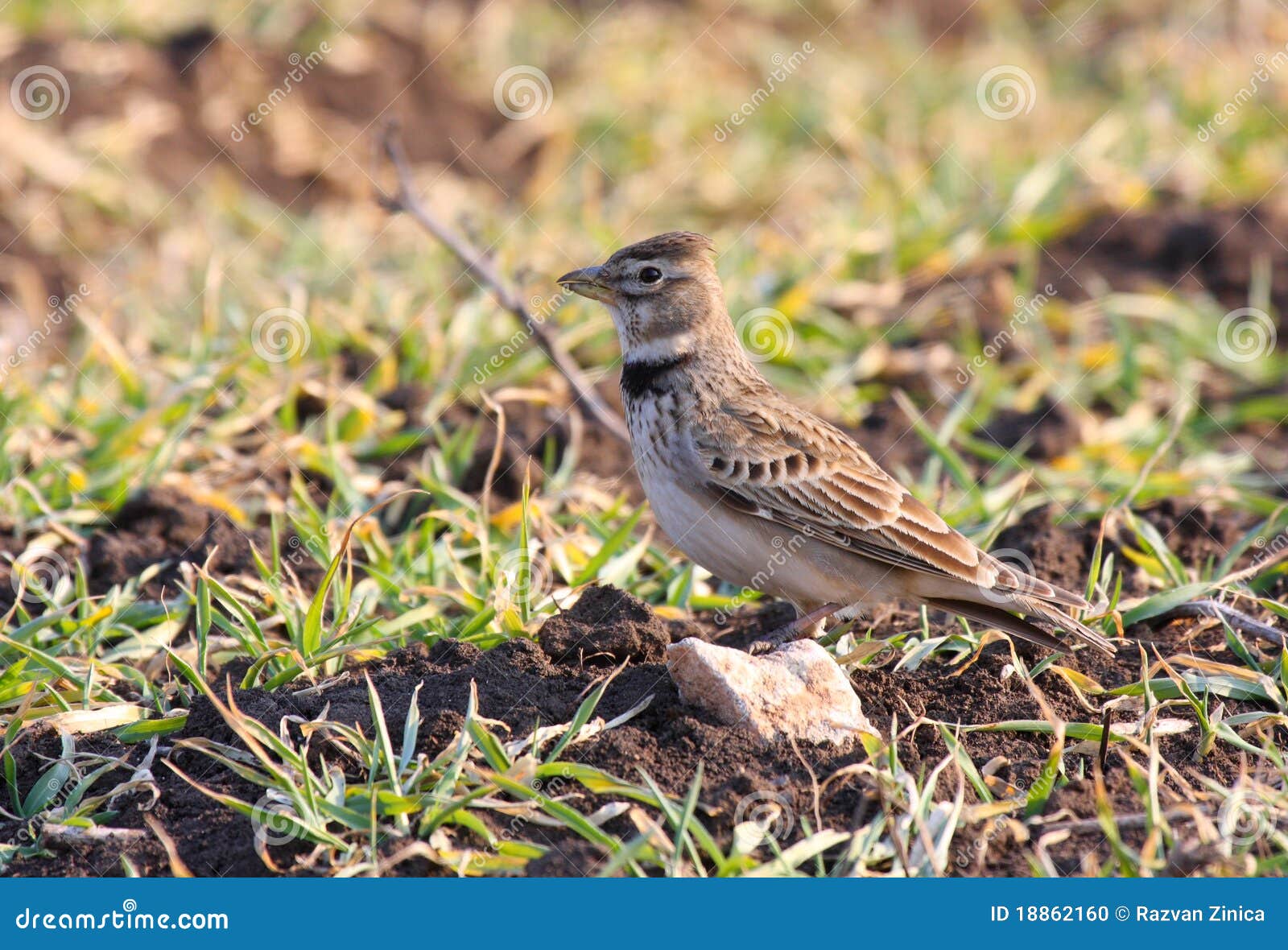 Calandra Lerche stockfoto. Bild von wandernd, vogelkunde - 18862160