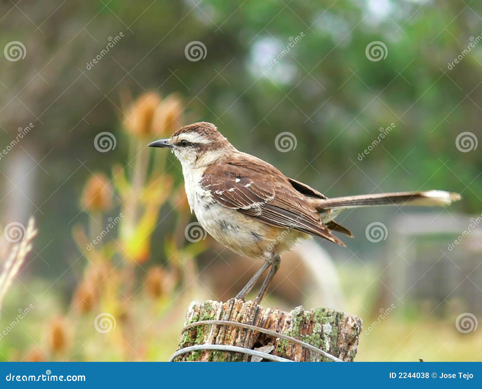 Calandria stock photo. Image of sing, calandria, feather - 2244038