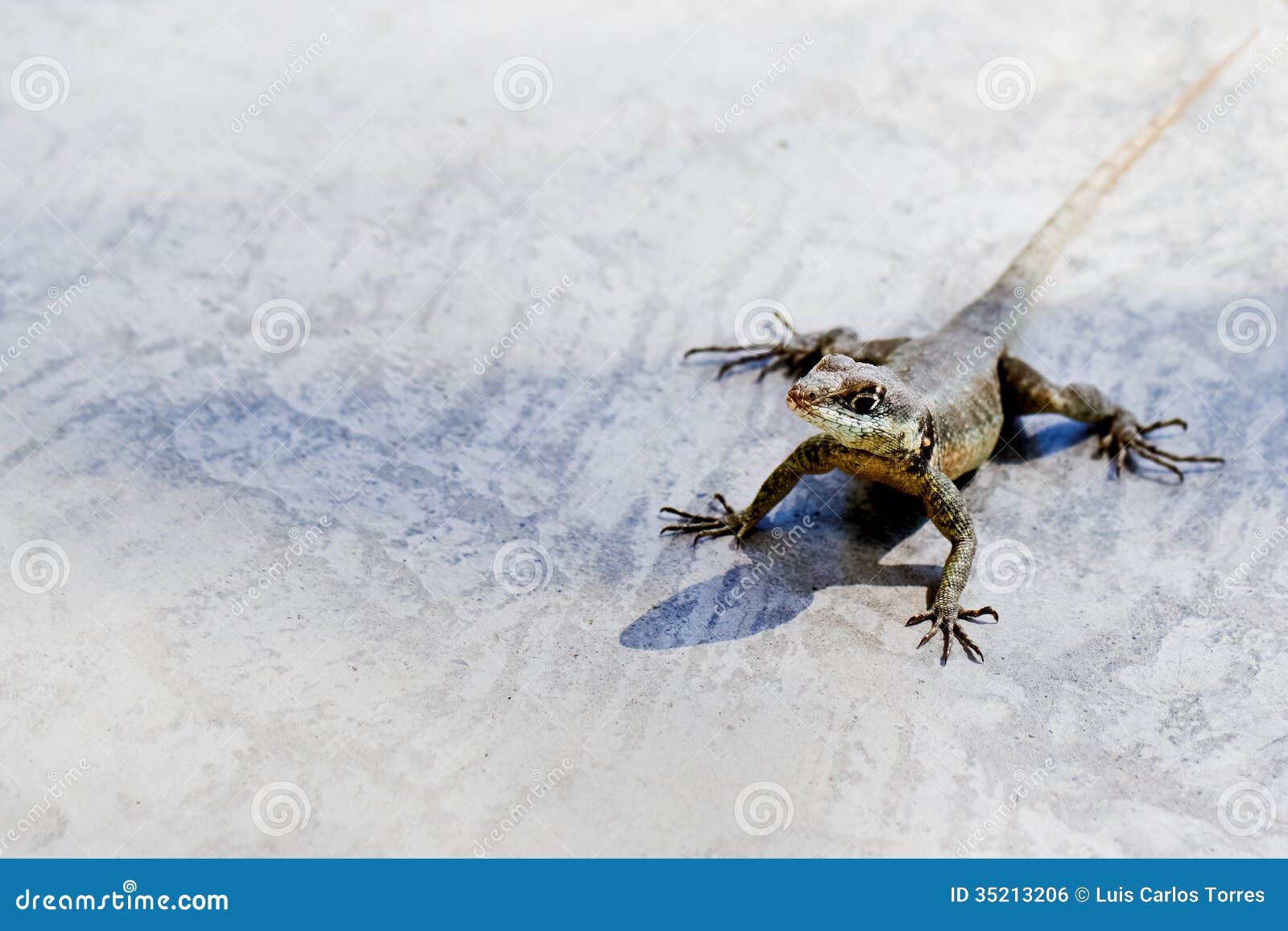 Calango on the ground stock photo. Image of habitat, wild - 35213206
