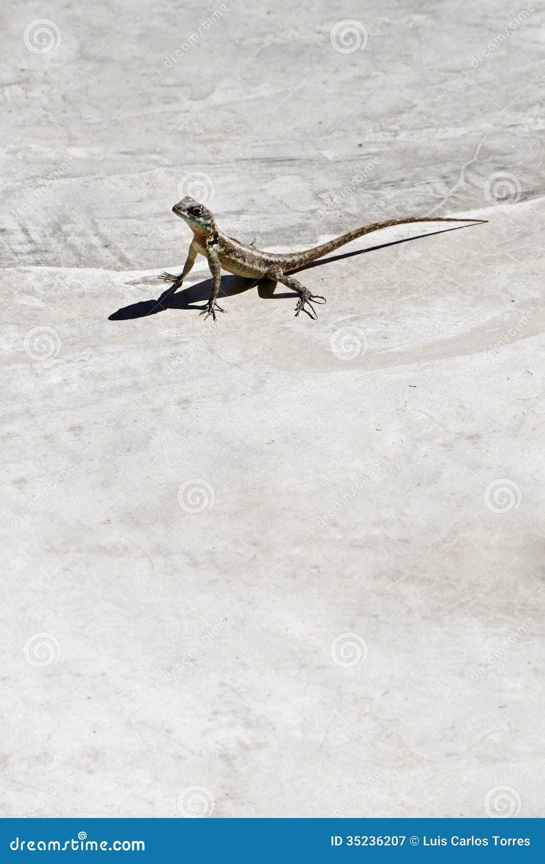 Calango on the ground stock image. Image of crawling - 35236207