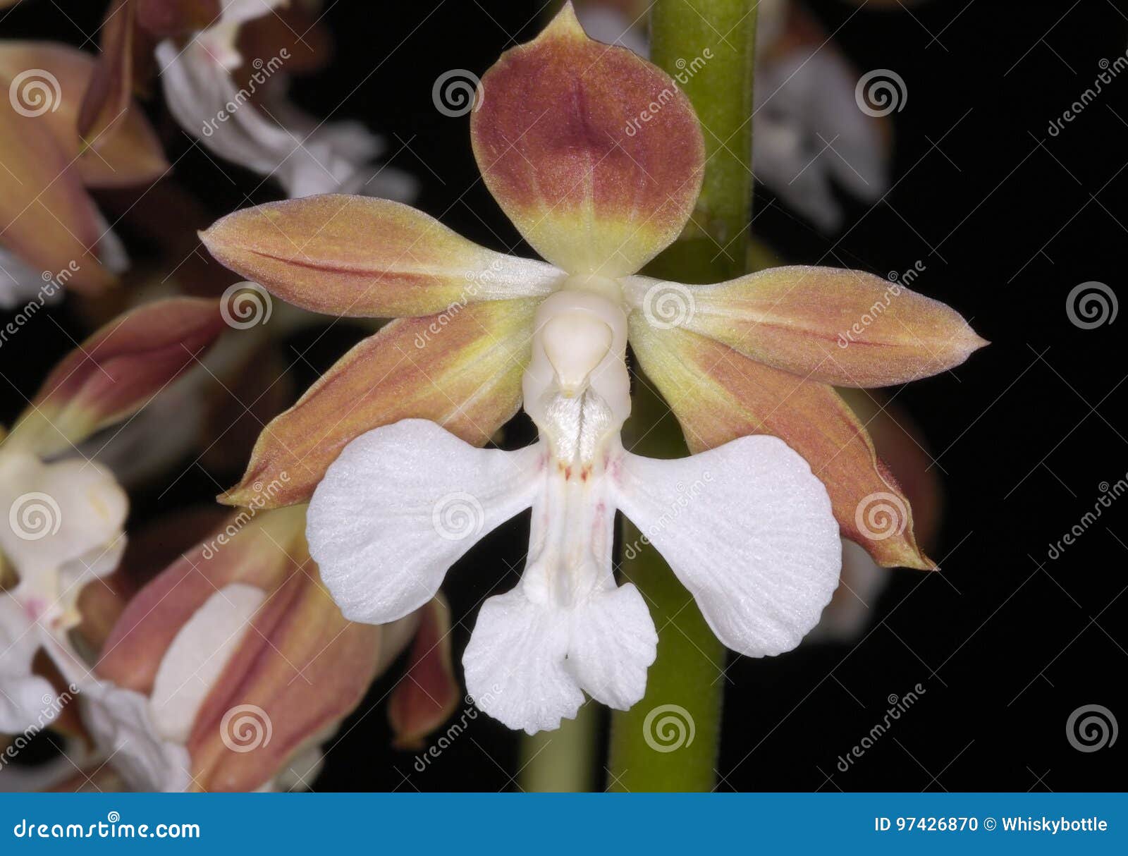 Calanthe discolor stock photo. Image of horizontal, plant - 97426870