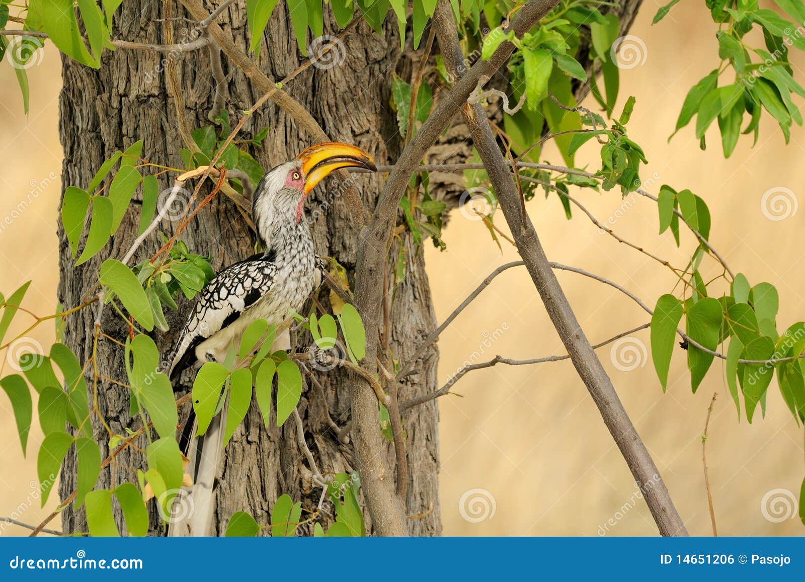 Calao leucomele stock photo. Image of birds, feather - 14651206