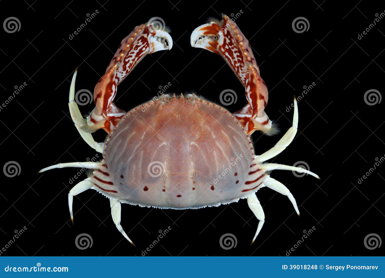 Calappa capellonis stock photo. Image of calappidae, claw - 39018248