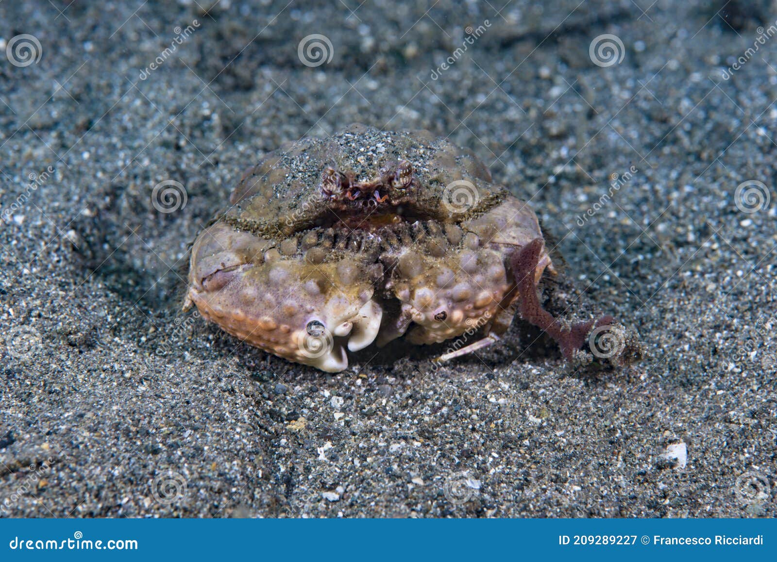 Calappa Crab Calappa Sp Anilao Philippines Stock Image - Image of macro ...