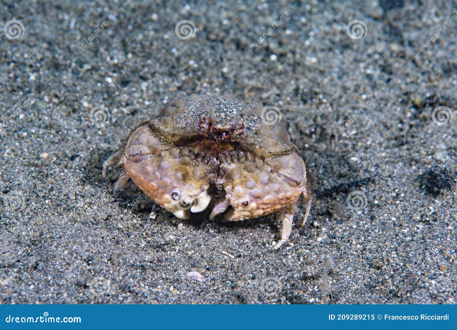Calappa crab calappa sp image stock. Image du crabe - 209289215