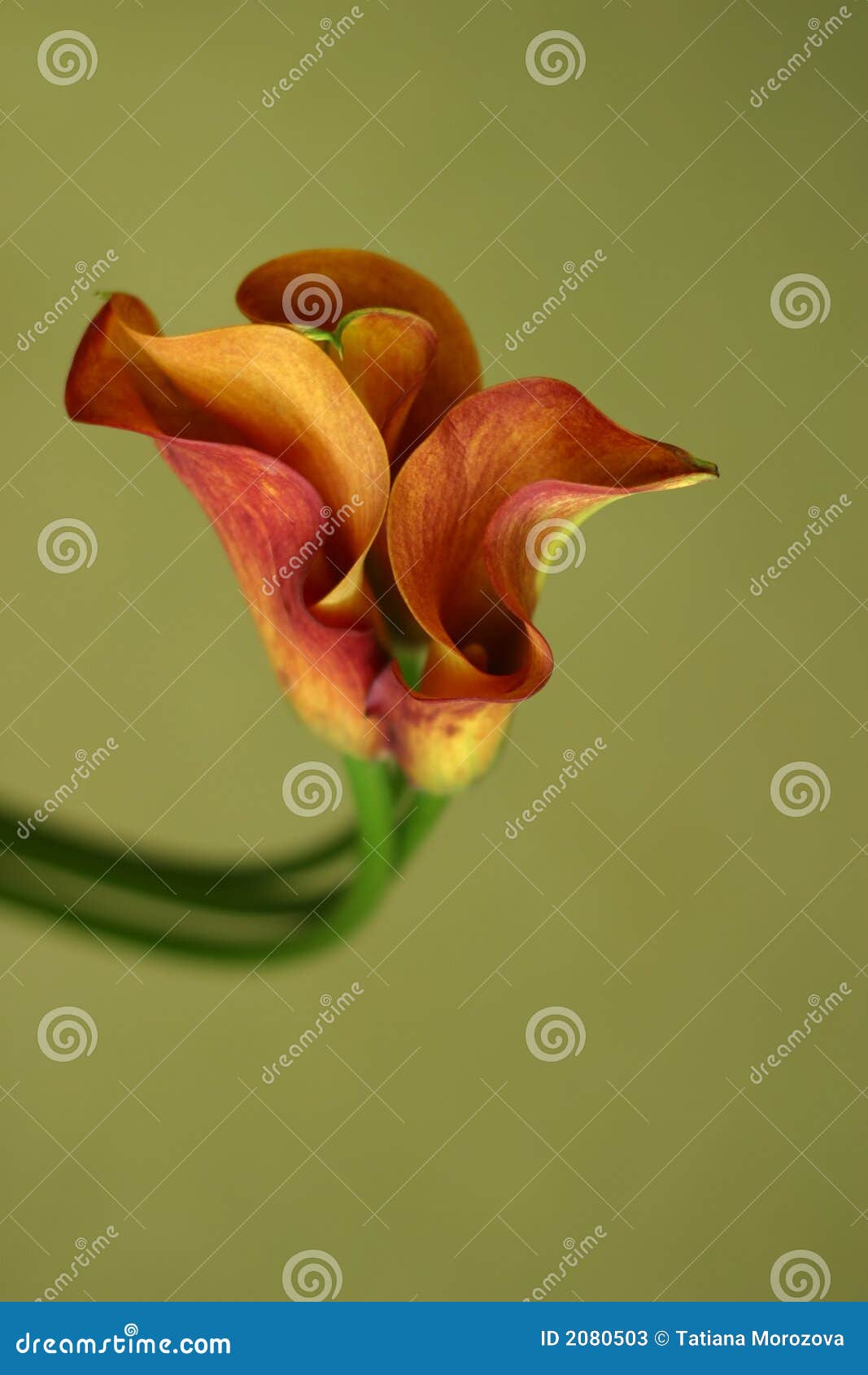 Calas rojas imagen de archivo. Imagen de embudo, pétalos - 2080503