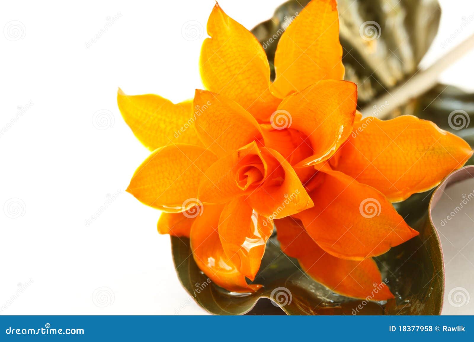 Calathea stock photo. Image of exoticism, beauty, freshness - 18377958