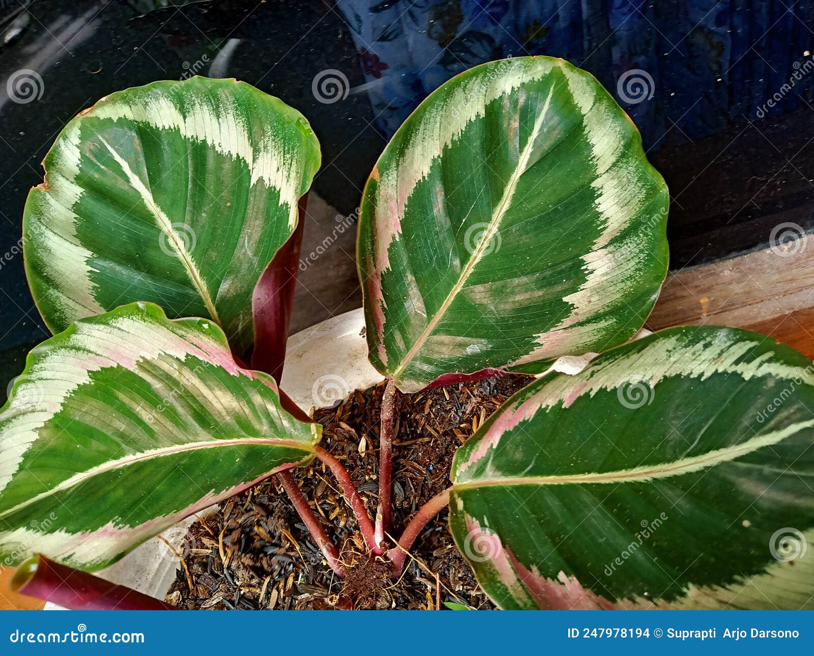 Calathea Green Mixed with Red is Very Beautiful and Contrast Stock ...