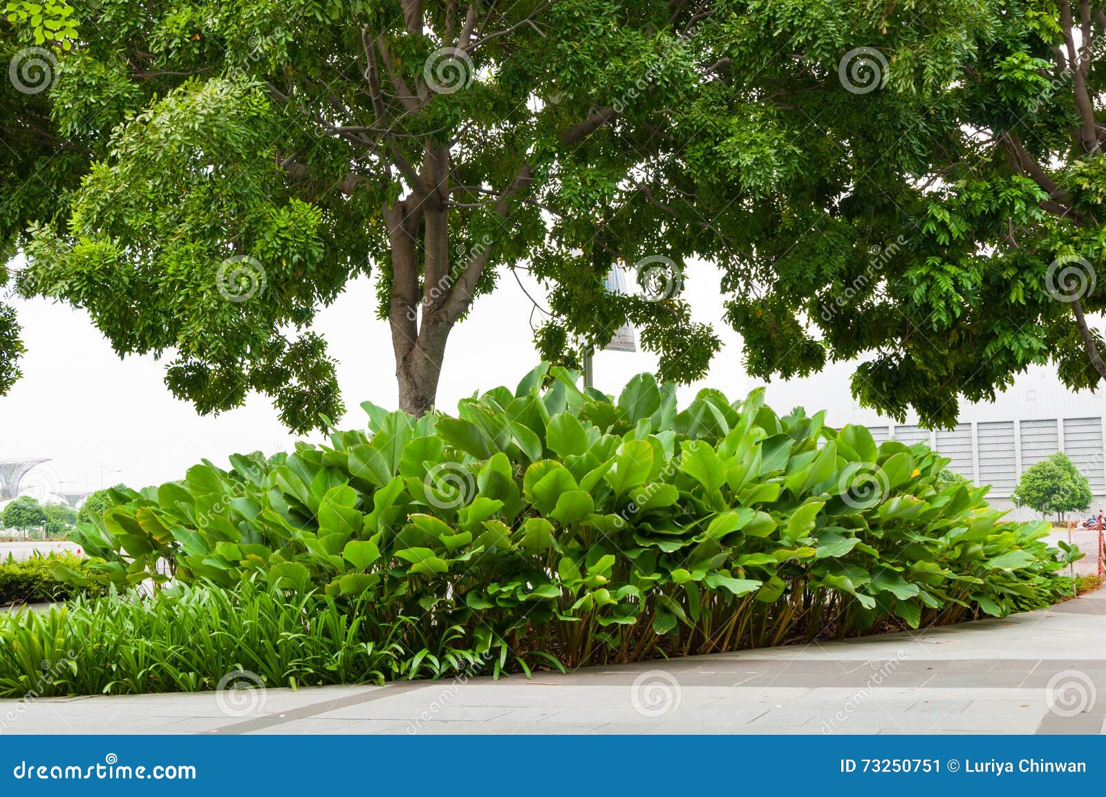 Calathea lutea bush plant stock image. Image of lush - 73250751