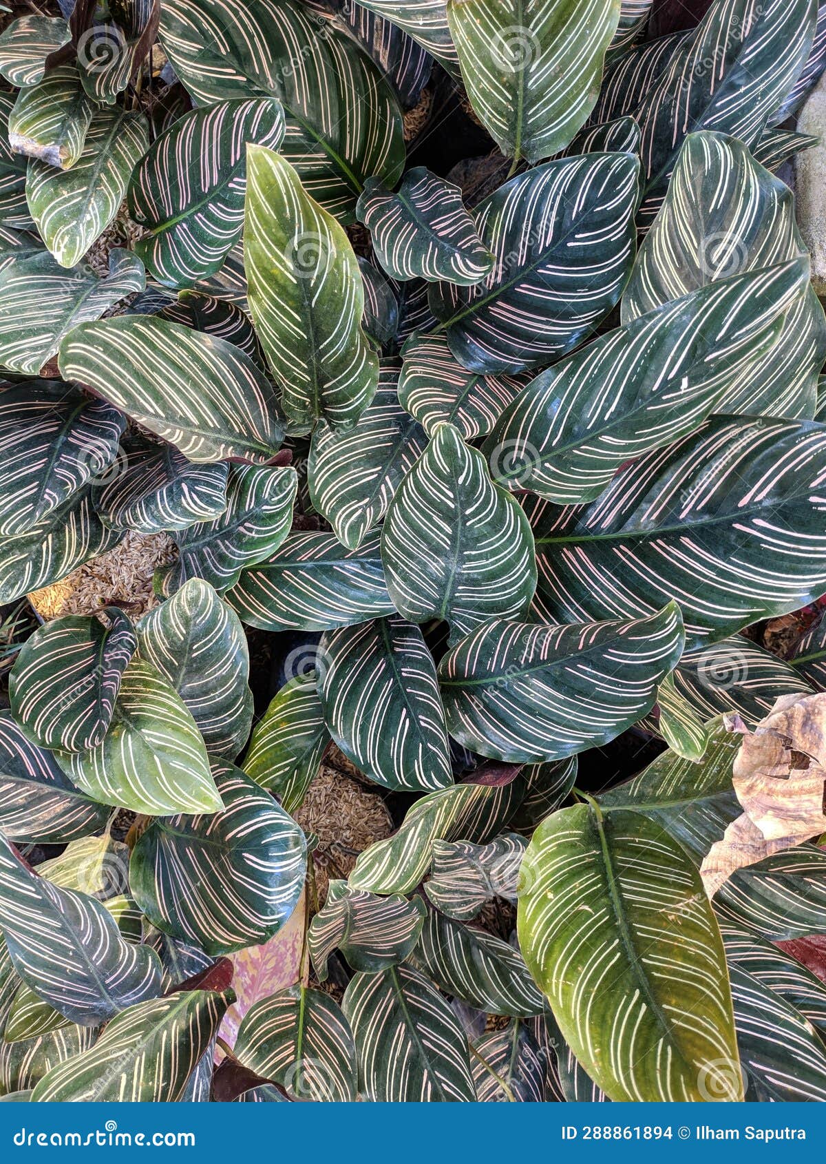 Calathea Plant, Green Indoor Plants Stock Photo - Image of abstract ...