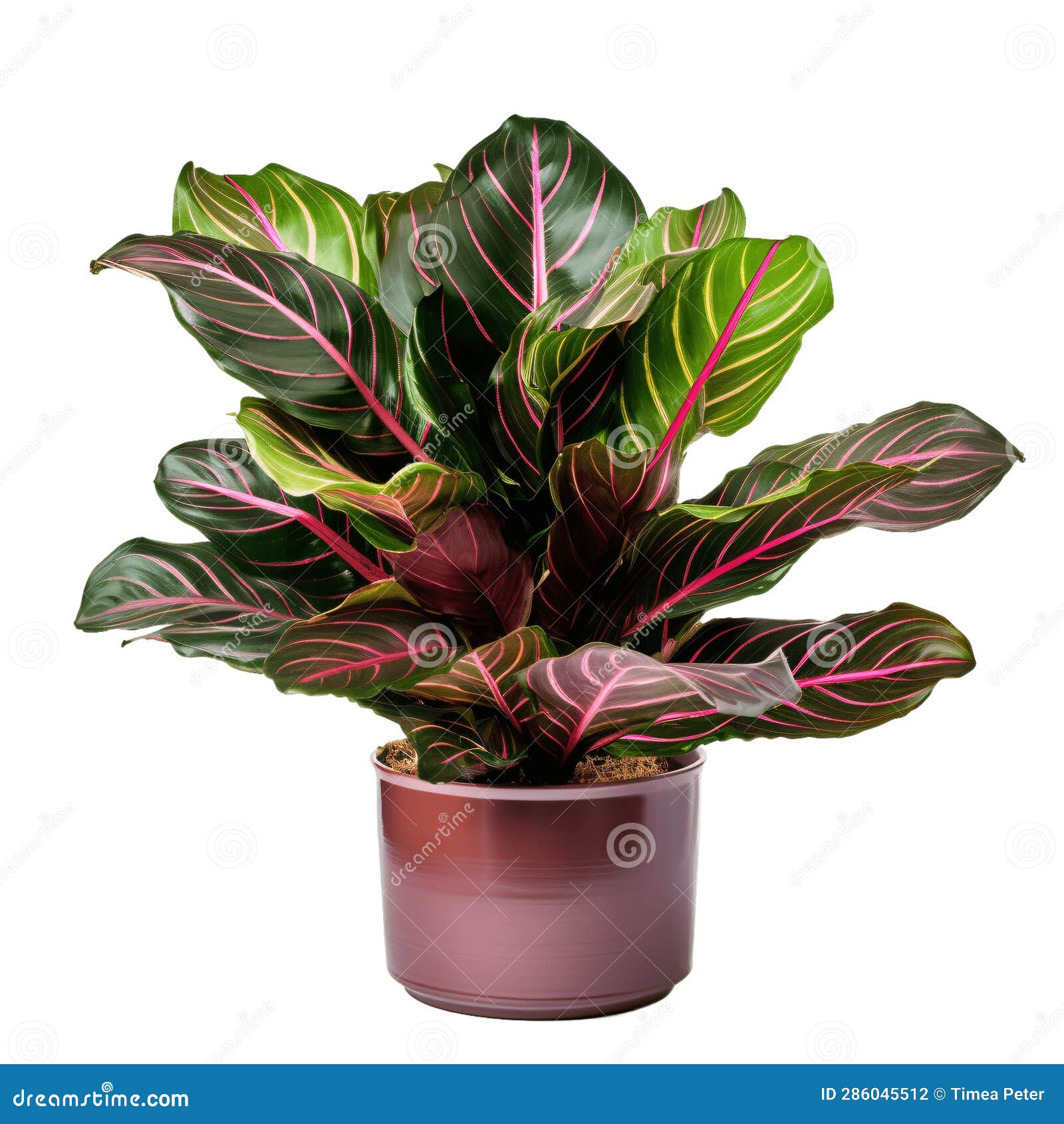 Calathea in a Pot Isolated on White Background Stock Photo - Image of ...