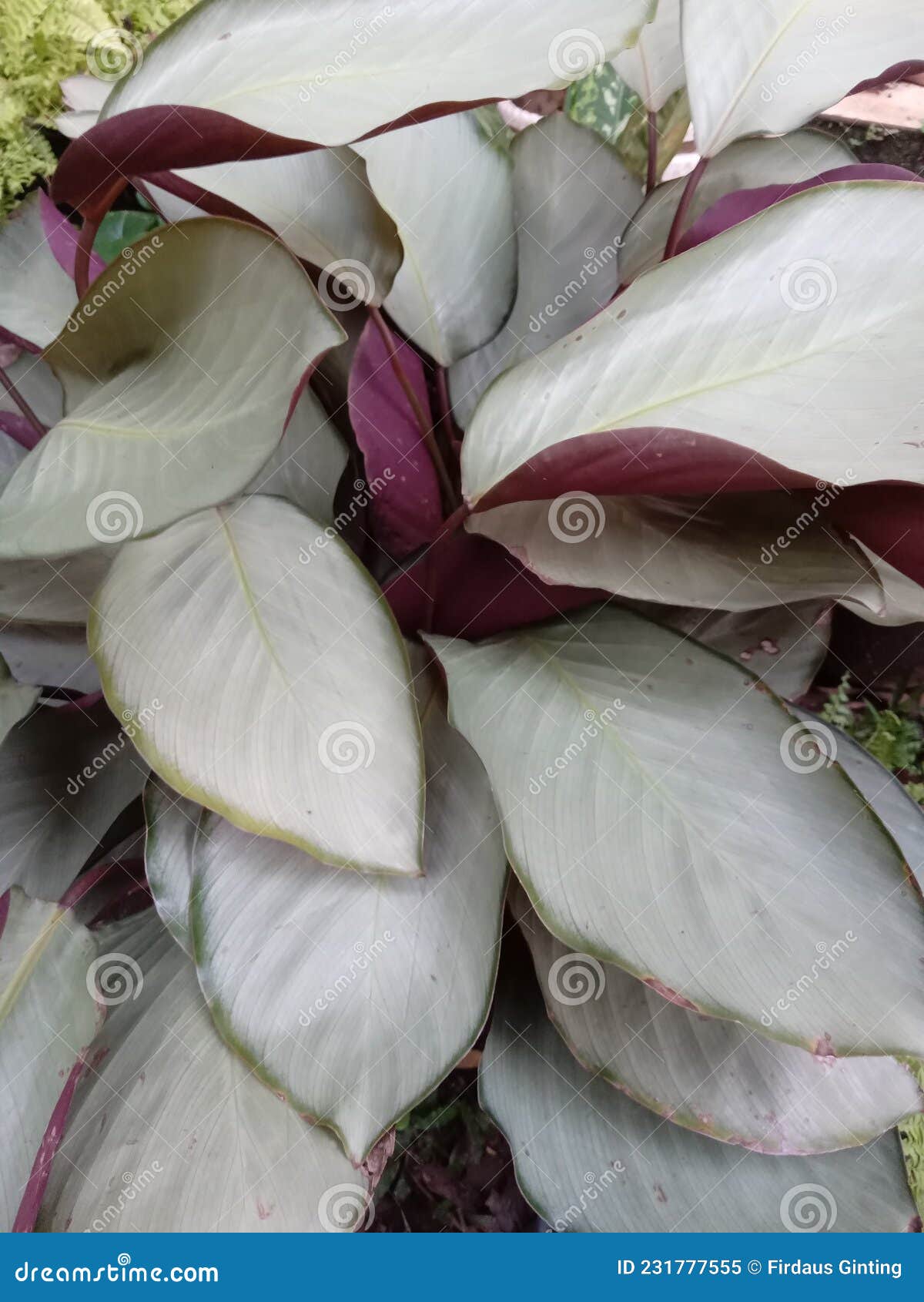 Calathea Silver Plate Ornamental Plant Stock Image - Image of plate ...