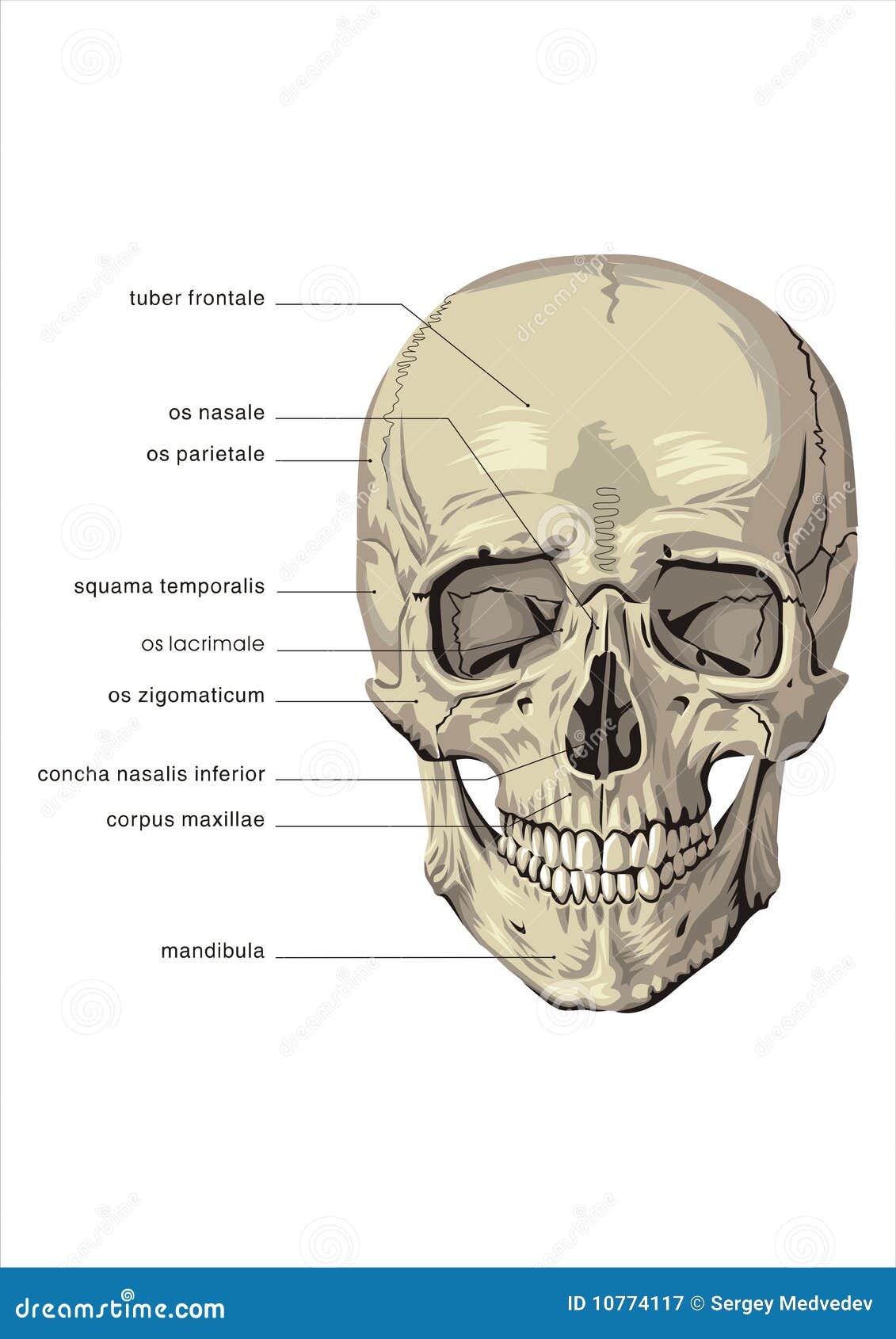 Calavera stock de ilustración. Ilustración de skeleton - 10774117