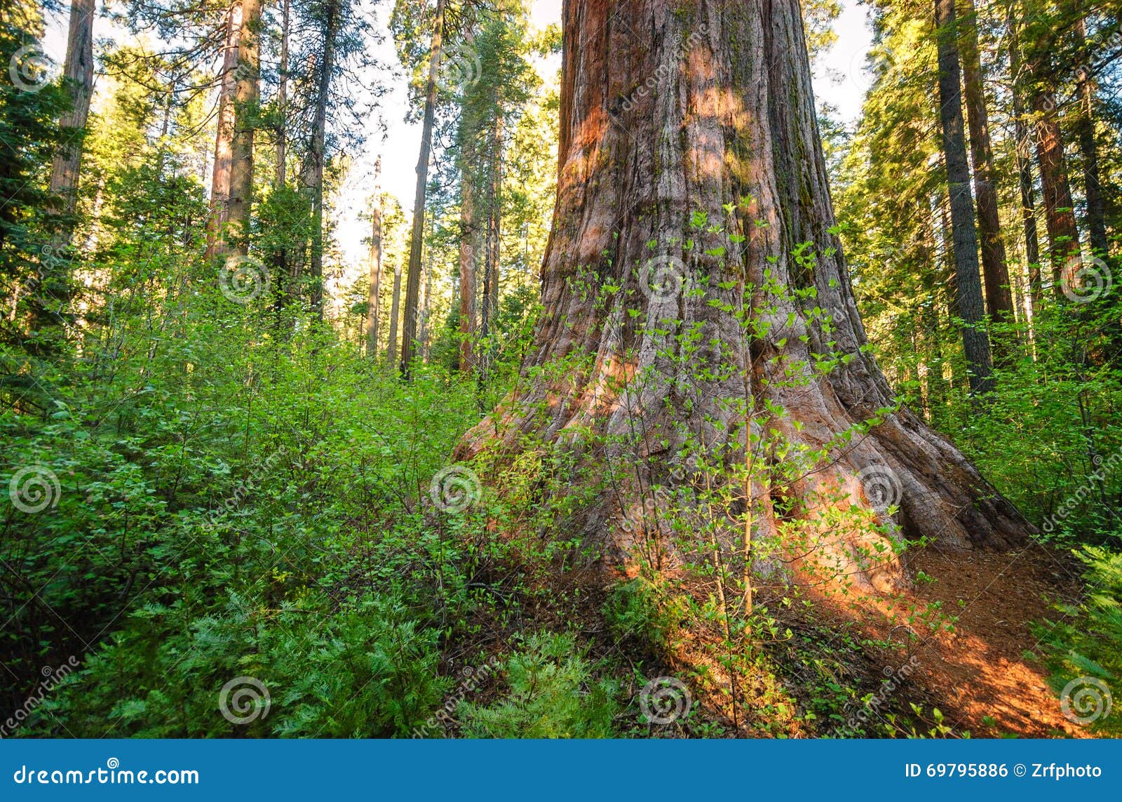 Calaveras Big Trees State Park Stock Photo - Image of grove, preserve ...