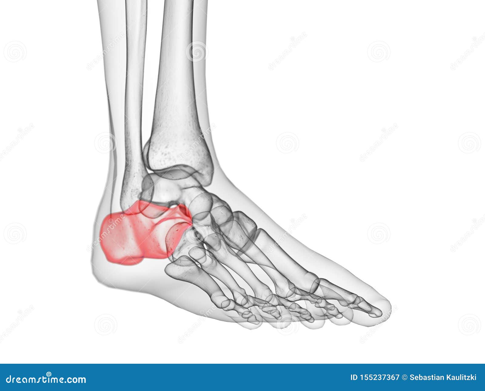 The calcaneus bone stock illustration. Illustration of anatomical ...