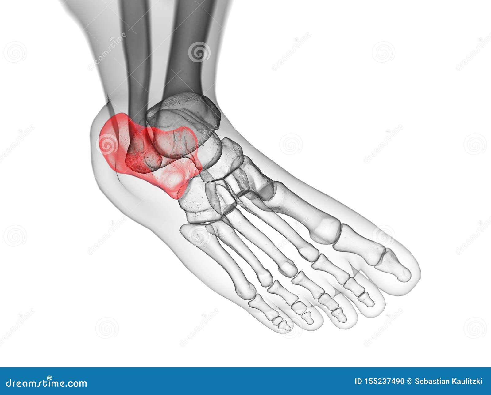 The calcaneus bone stock illustration. Illustration of bones - 155237490