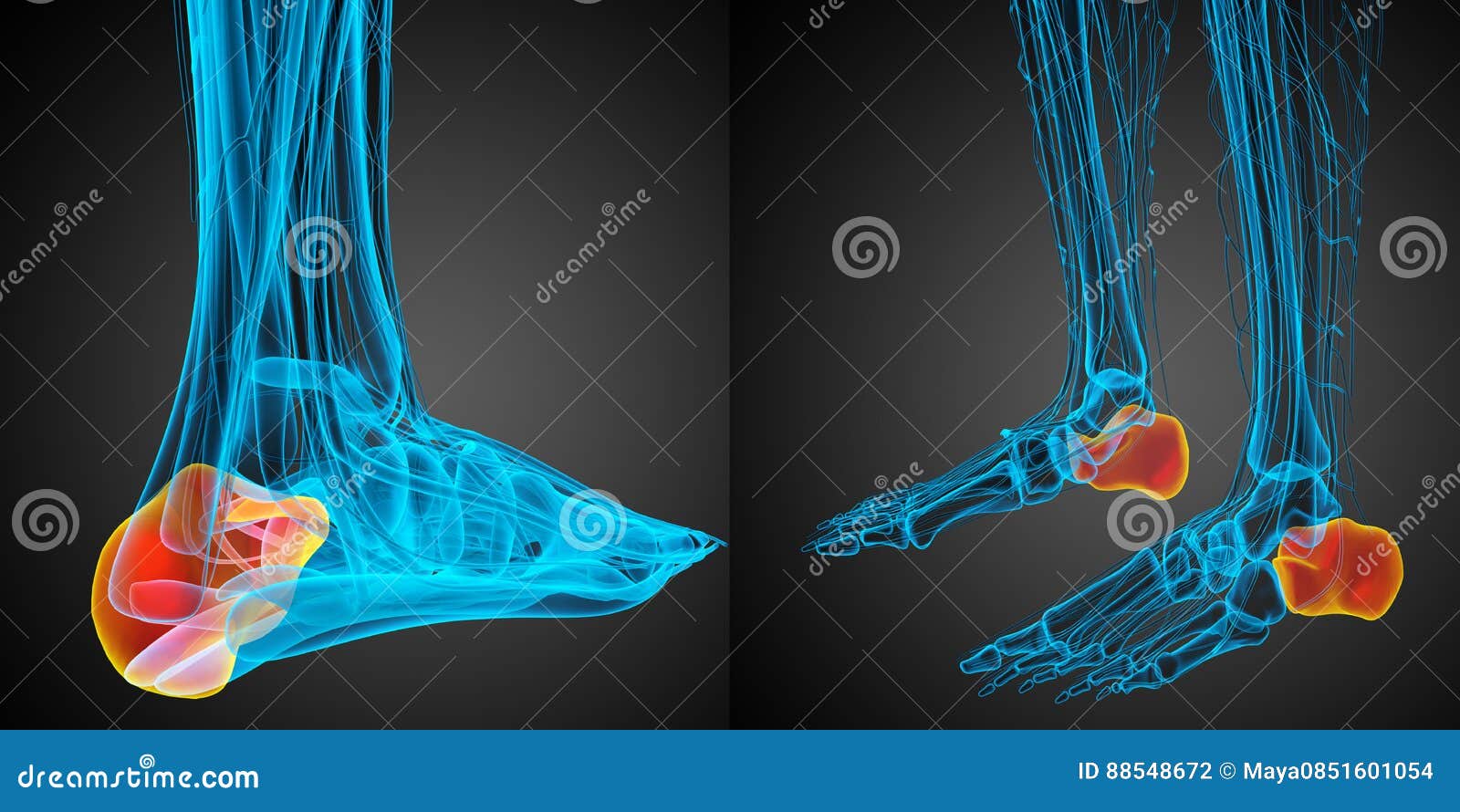 Calcaneus bone stock illustration. Illustration of pain - 88548672