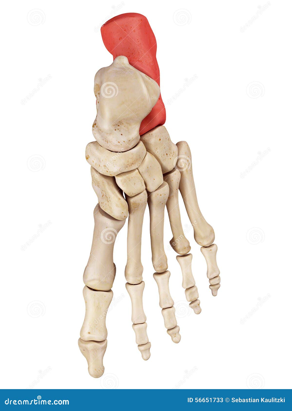 The calcaneus bone stock illustration. Illustration of calcaneus - 56651733
