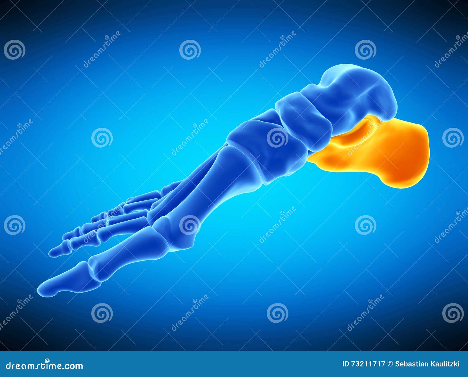 Calcaneus Bone Joints Of Human Skeleton System Anatomy 3d Rendering ...