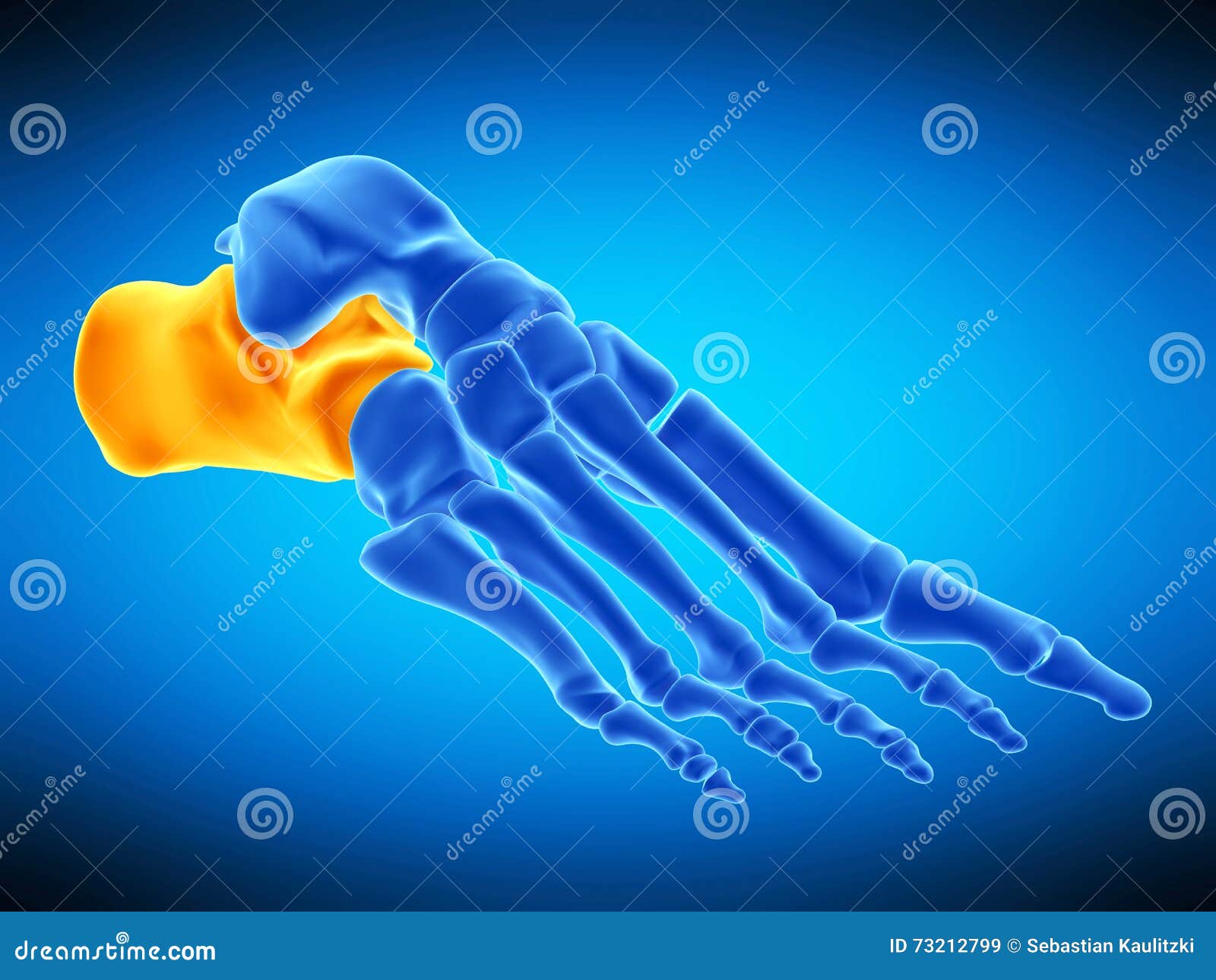 Calcaneus Cartoons, Illustrations & Vector Stock Images - 785 Pictures ...