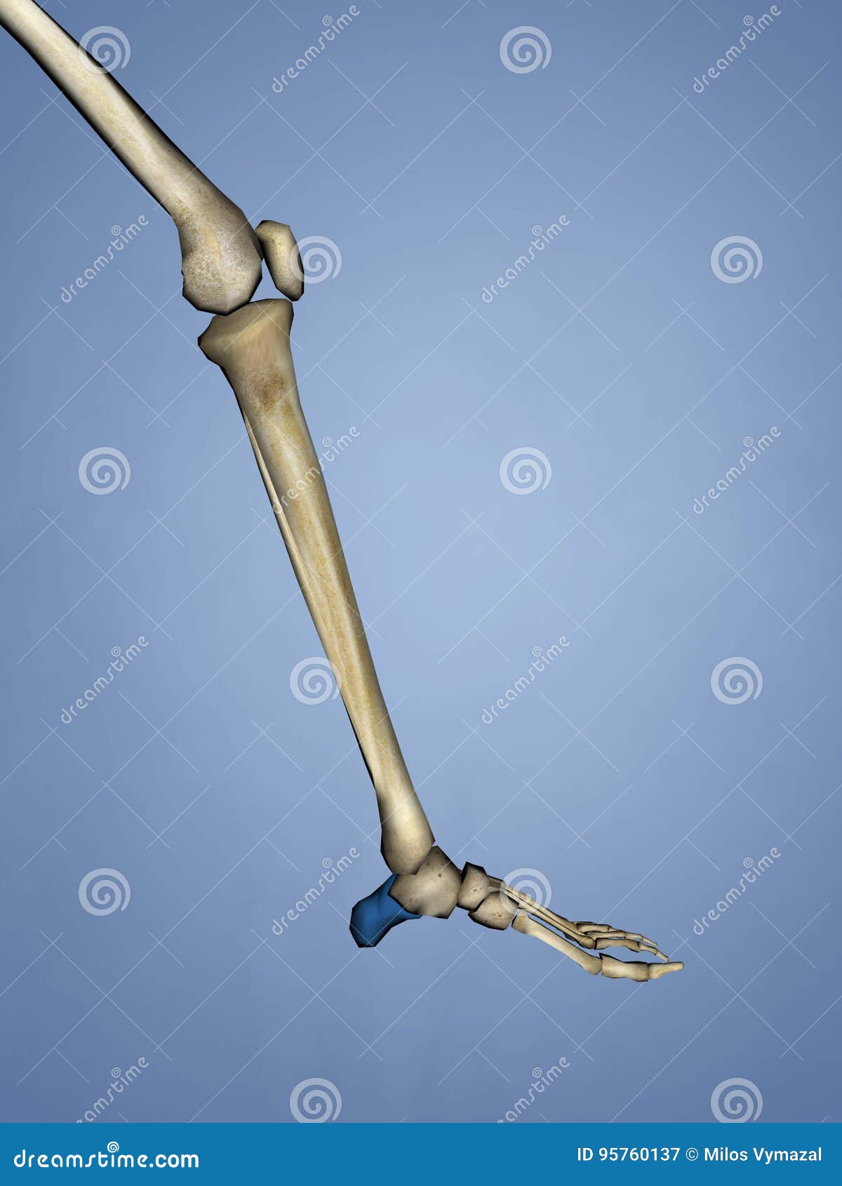 Calcaneus, 3D Model stock illustration. Illustration of anatomical ...