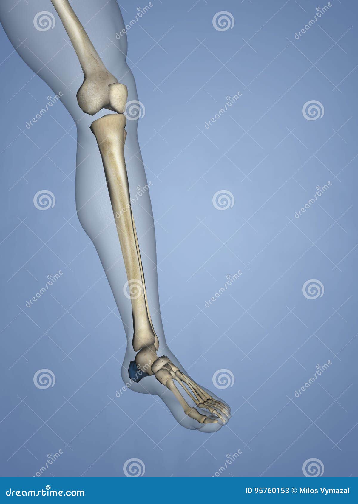Calcaneus, 3D Model stock illustration. Illustration of anatomy - 95760153