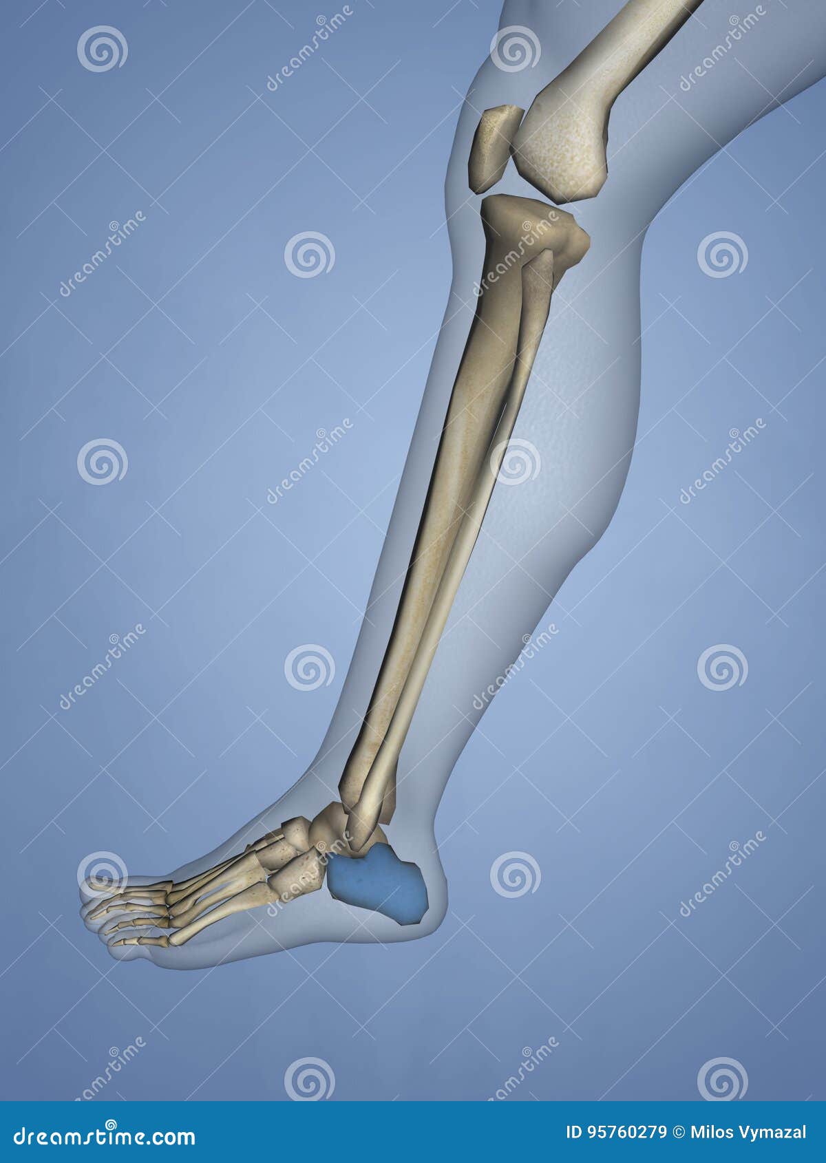 Calcaneus, 3D Model stock illustration. Illustration of heel - 95760279