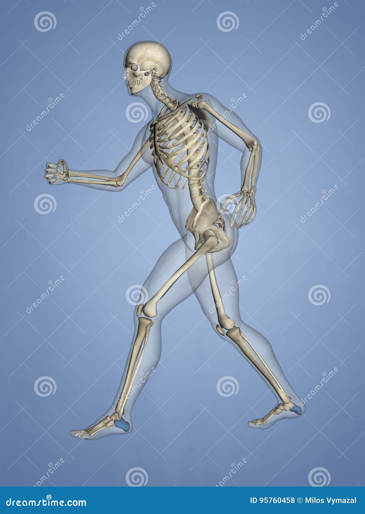 Calcaneus, 3D Model stock illustration. Illustration of anatomy - 95760458