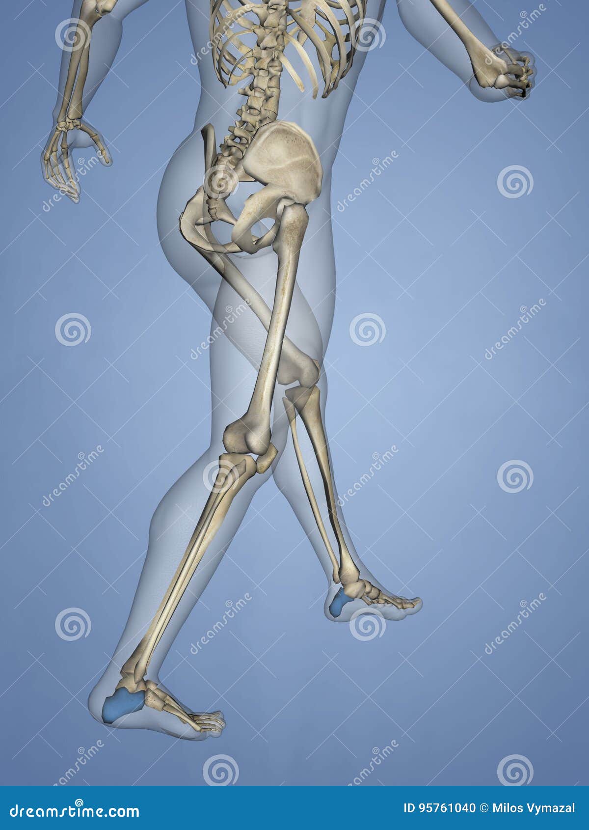 Calcaneus, 3D Model stock illustration. Illustration of medical - 95761040