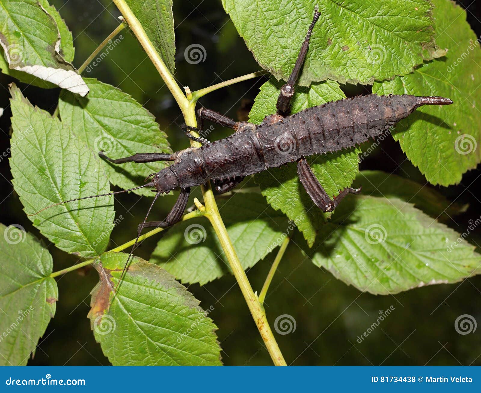 Calcarata Tropical De Eurycantha Del Phasmatodea Foto de archivo ...