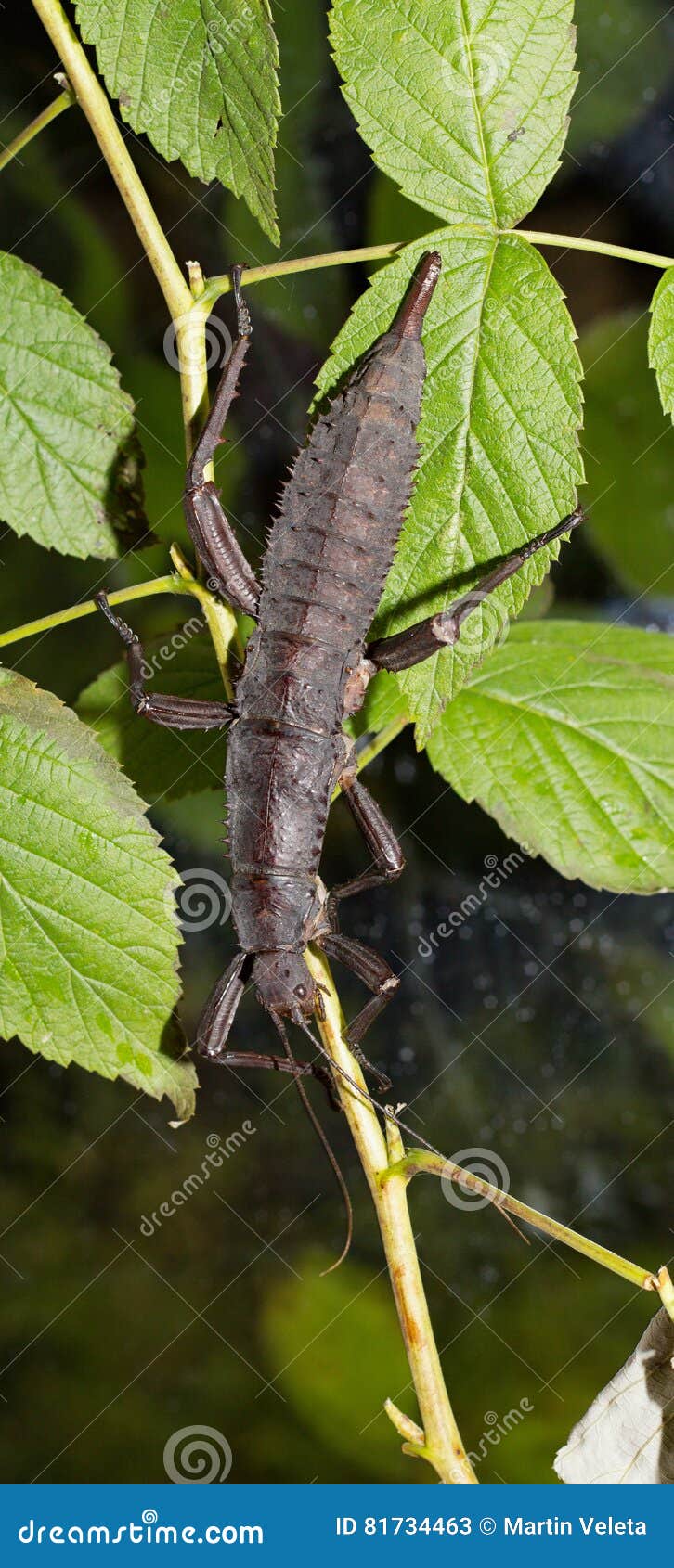 Calcarata Tropical De Eurycantha Del Phasmatodea Imagen de archivo ...